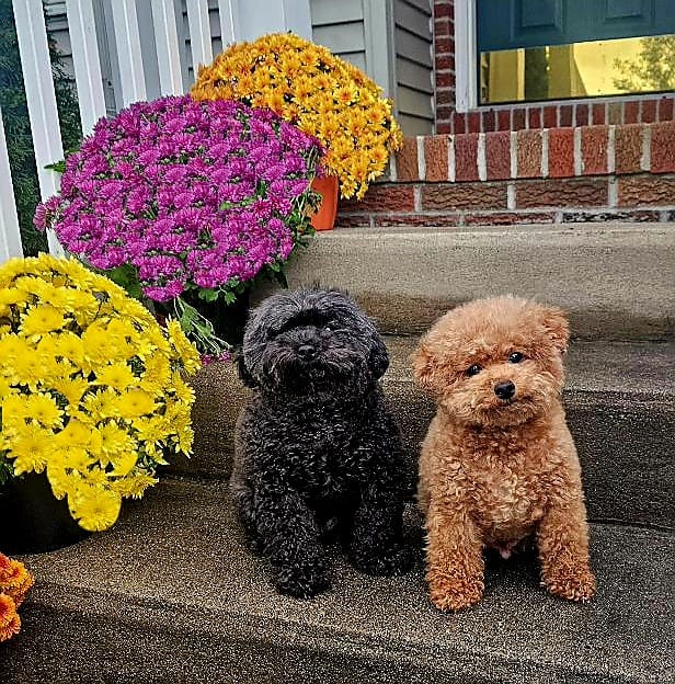 Have a Wonder-FUR Fall!